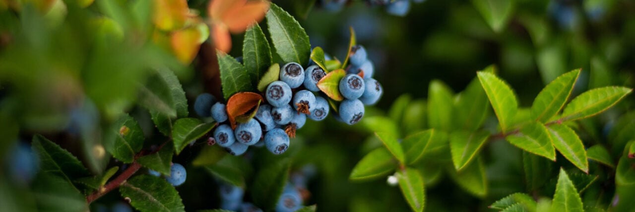 Top 10 Ways to Enjoy Blueberries - Have A Plant