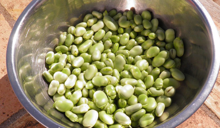 What's In Season In Spring? - Have A Plant