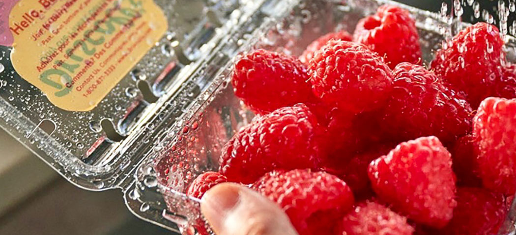 How do I keep raspberries fresher for longer? - Have A Plant