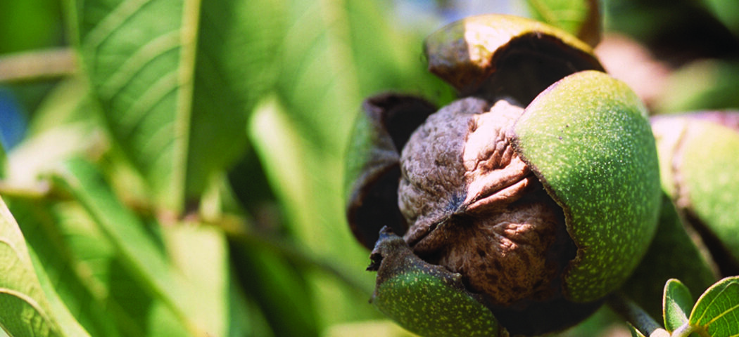Celebrate Walnuts' Roots In California - Have A Plant