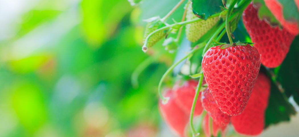 What Is A Happy Berry Hydroponic Strawberry Have A Plant