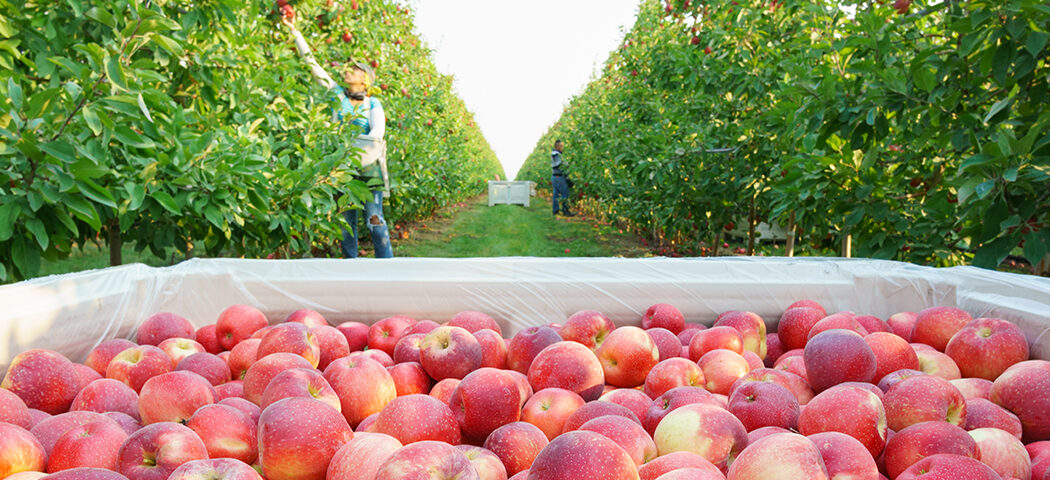 5 Apple Farming Secrets - Have A Plant